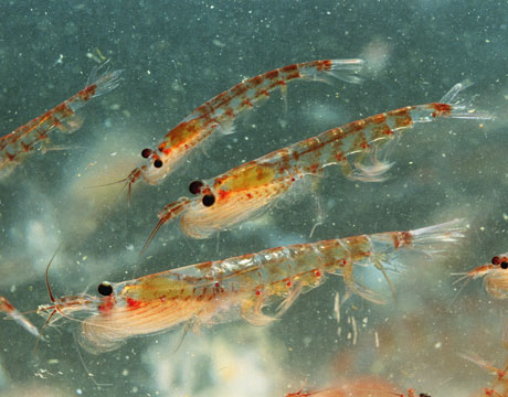 » health benefits of krill oil